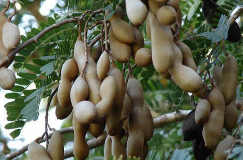 Cây me - đặc điểm, phân loại và cách trồng đơn giản