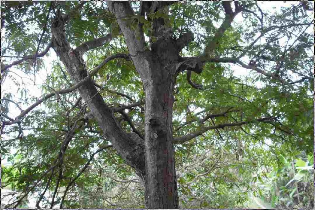 Cây me - đặc điểm, phân loại và cách trồng đơn giản