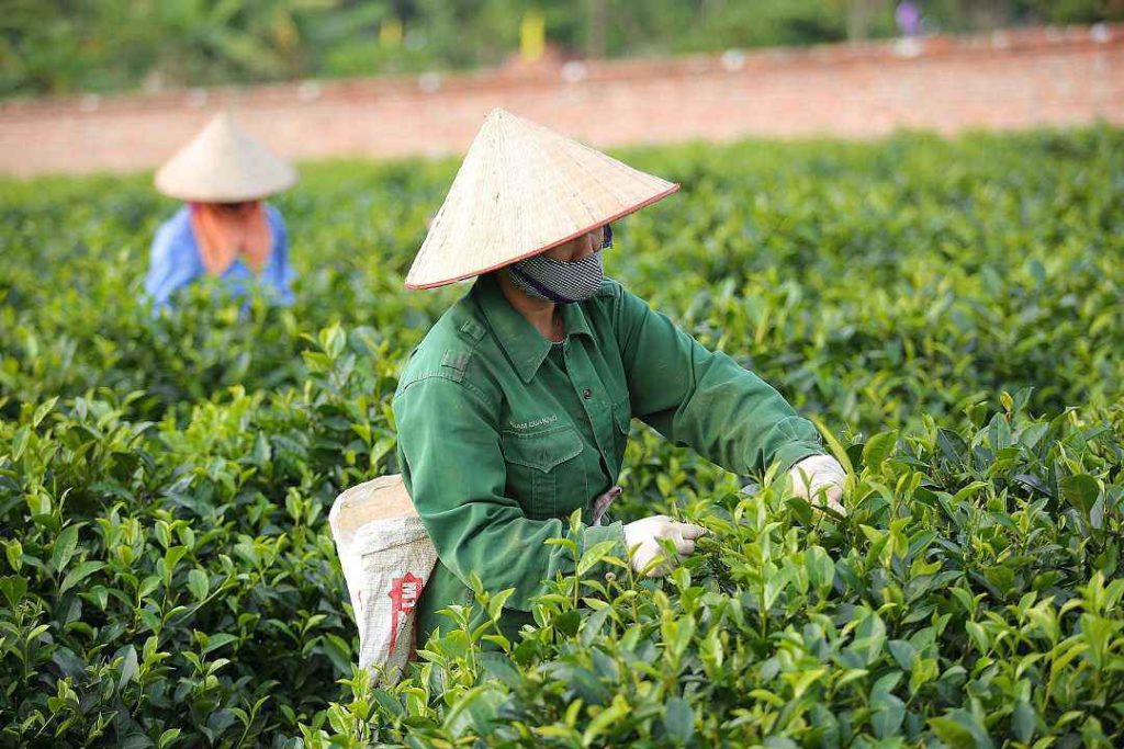 Giới thiệu các giống chè ở Việt Nam phổ biến hiện nay